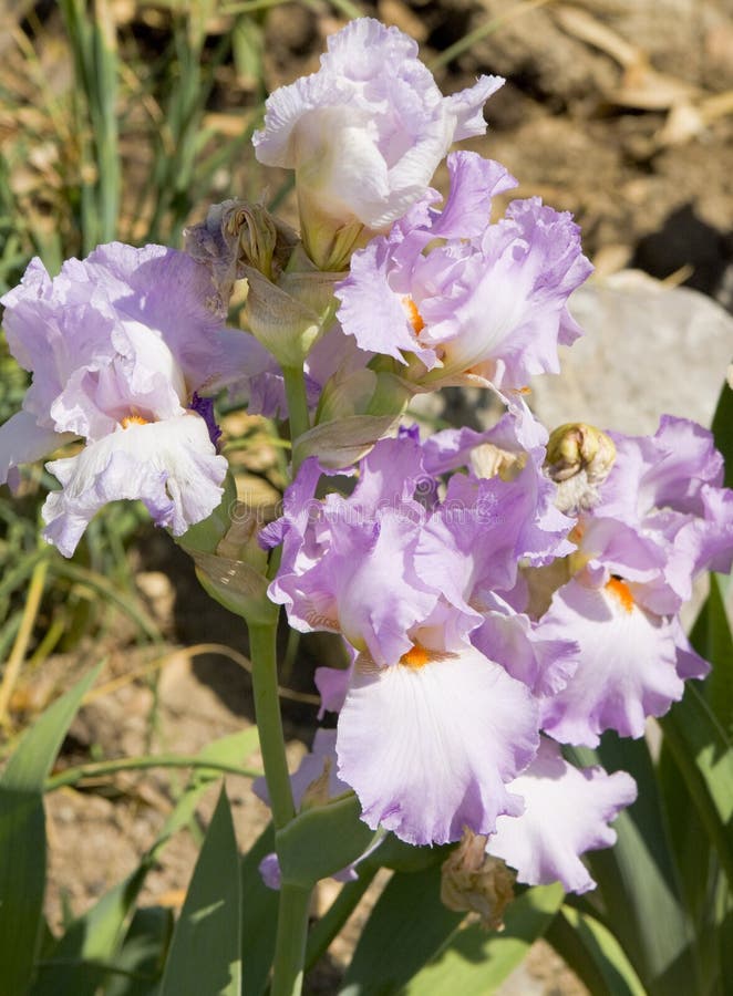 Light purple iris stock image. Image of nature, plant - 32770919