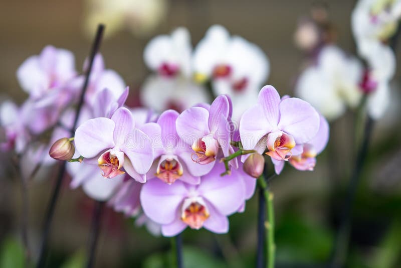 Light Purple orchid stock image. Image of event, organic - 171544099