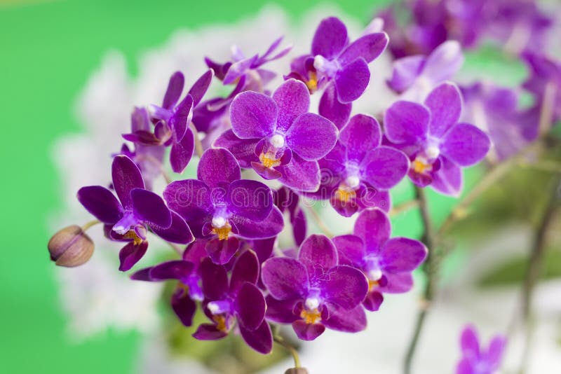 Light Purple Orchid Flower with a Natural Background Stock Photo ...