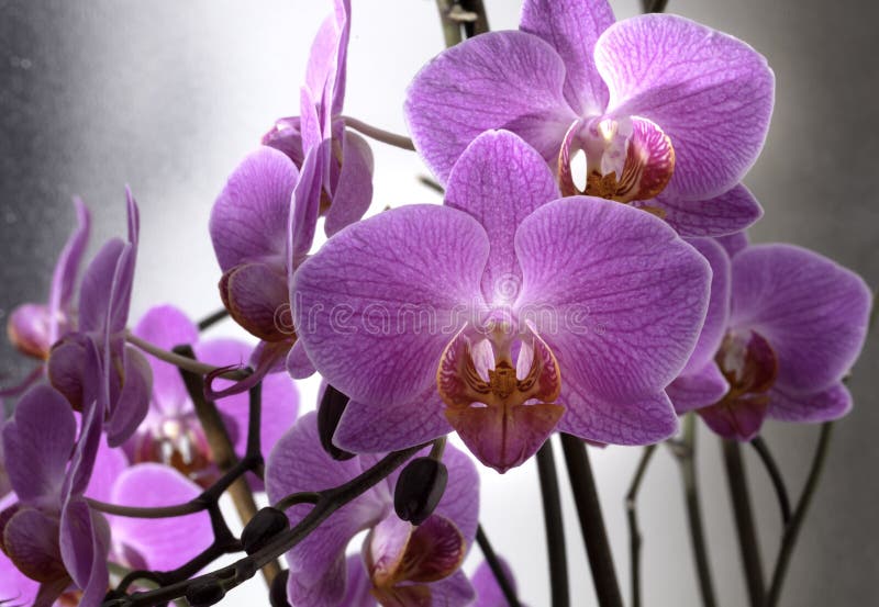 Light Purple Orchids on Gray Stock Image - Image of bright, orchids ...