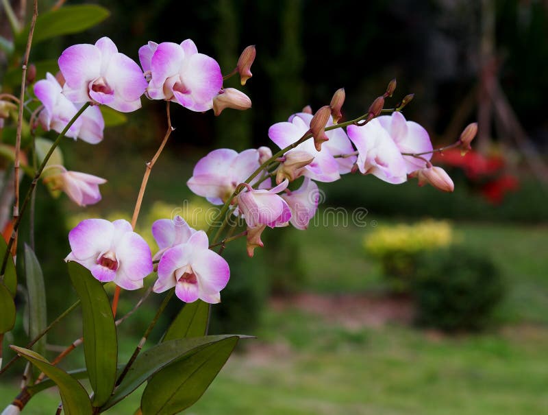 Light purple orchids stock image. Image of nature, flora - 52236319
