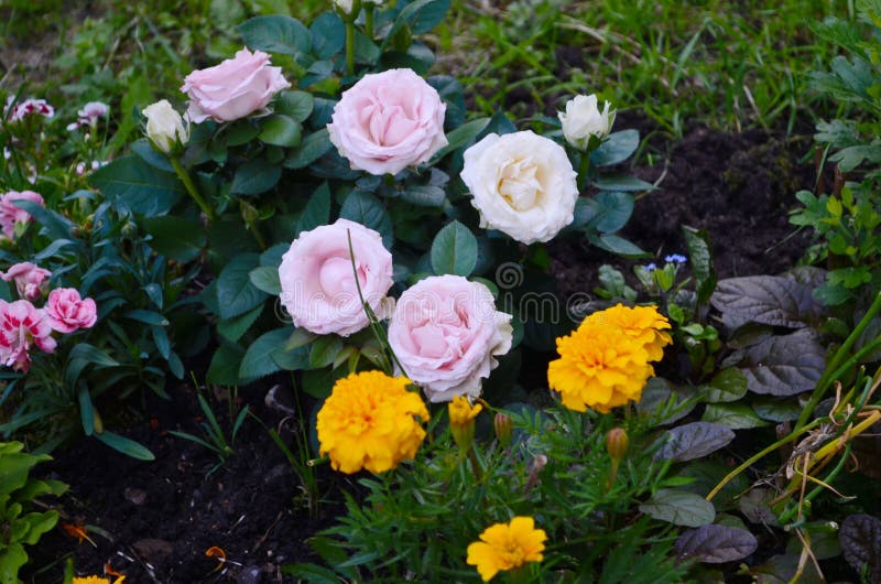 Light Purple Rose Bush in Bloom Stock Photo - Image of natural, floral ...