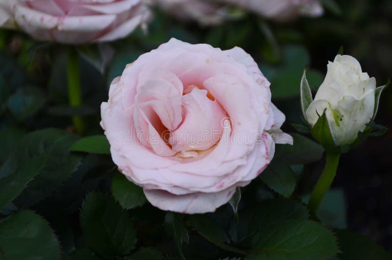 Light Purple Rose Bush in Bloom Stock Photo - Image of fresh, rose ...
