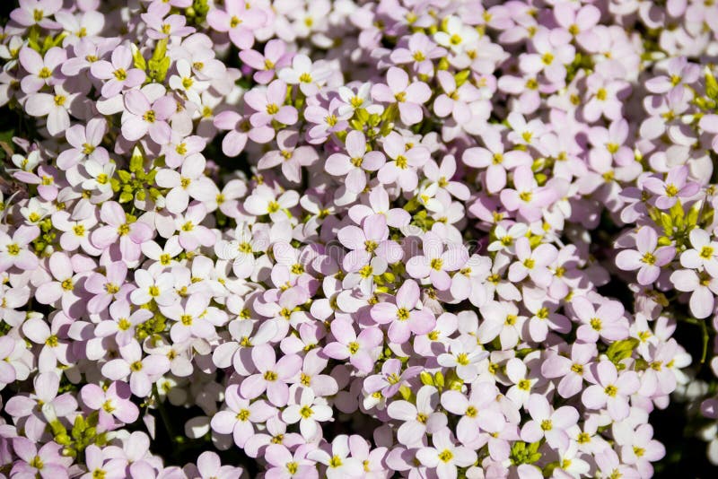 Light purple small flowers stock photo. Image of yellow - 93224586