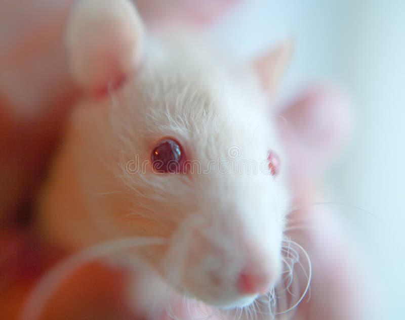 Light rat stock image. Image of cute, trap, mouse, hidden - 13485695