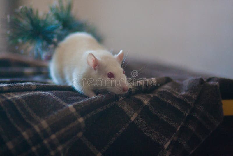 A Light Rat Sits on a Checkered Stock Photo - Image of 2020, nasty ...
