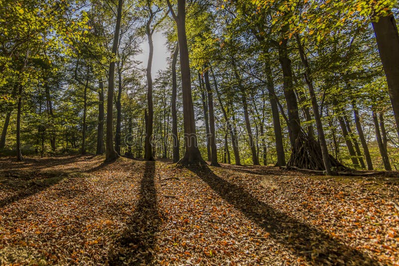 Light Rays Coming through the Trees in the Forest Stock Image - Image ...