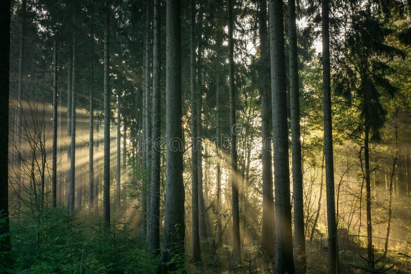 Light Rays Coming through the Trees in the Forest Stock Photo - Image ...