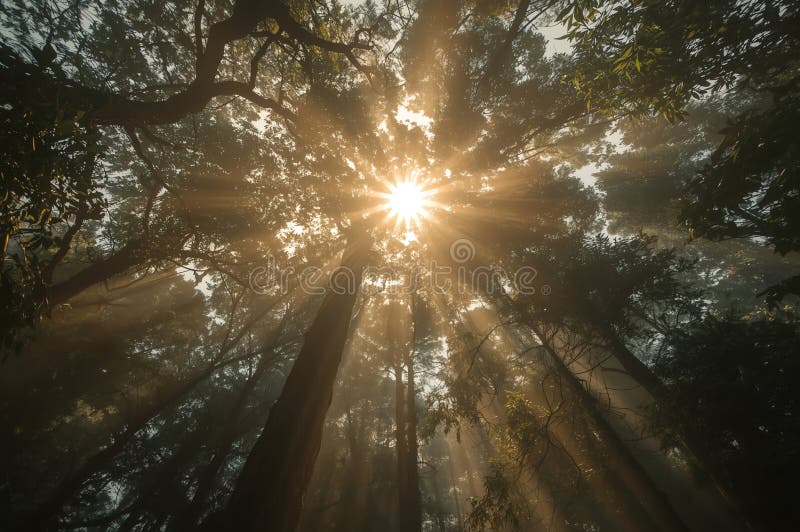 Light Rays through Dense Forest Canopy Stock Image - Image of rays ...