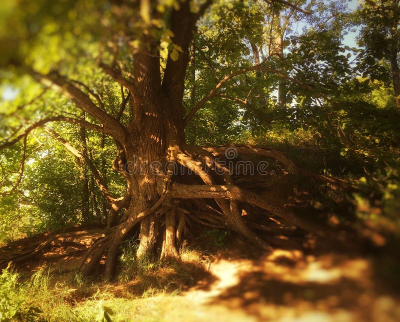 Light Rays Entangled Trees Stock Photos - Free & Royalty-Free Stock ...