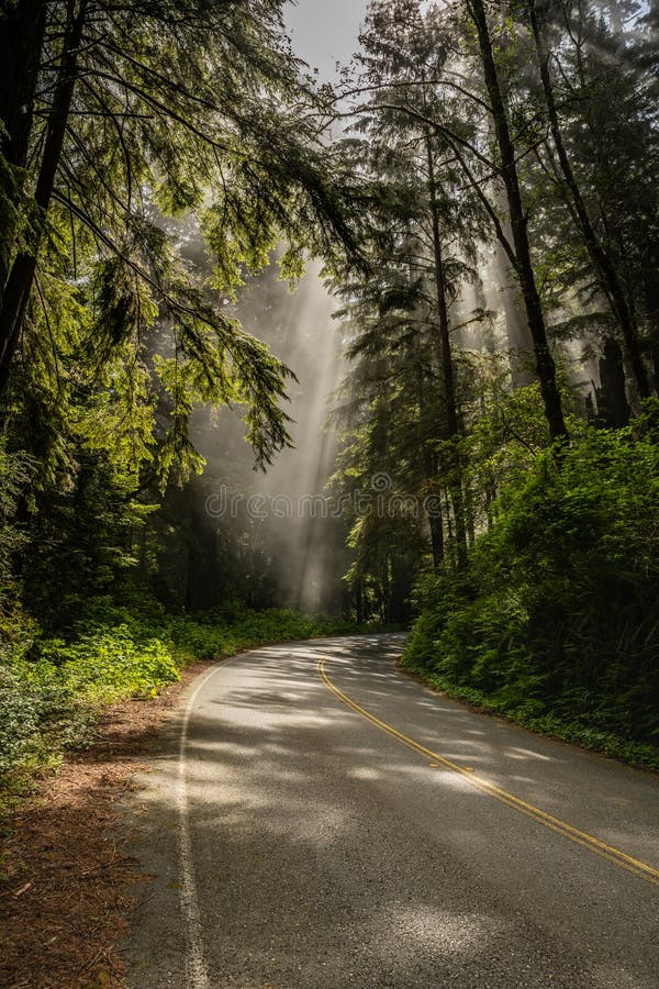 Light Rays Fall through the Canopy of Redwood Down To the Roadway Stock ...