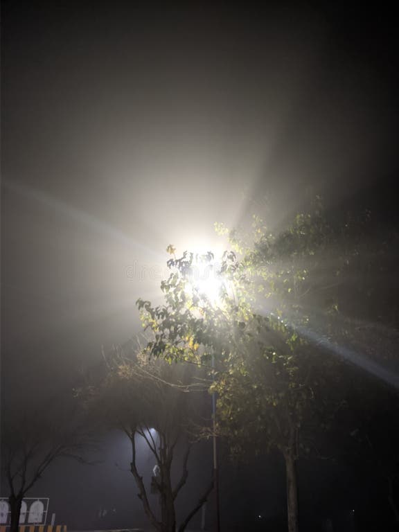 Light rays in the fog stock photo. Image of light, tree - 304005398