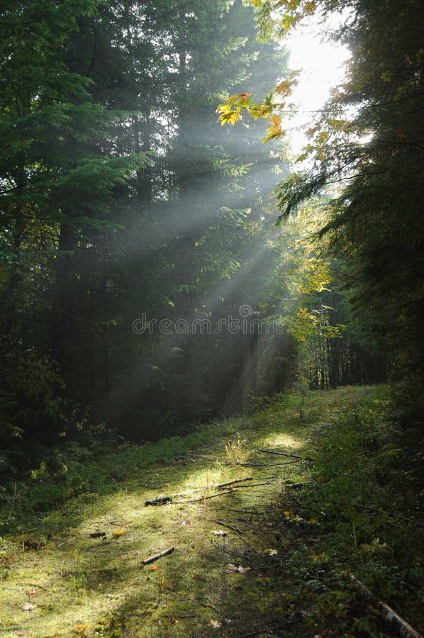 Autumn path stock photo. Image of leaves, canopy, october - 6947536