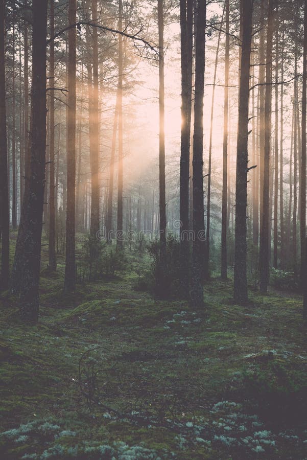 Light Rays in Forest in Foggy Morning - Vintage Effect Stock Image ...