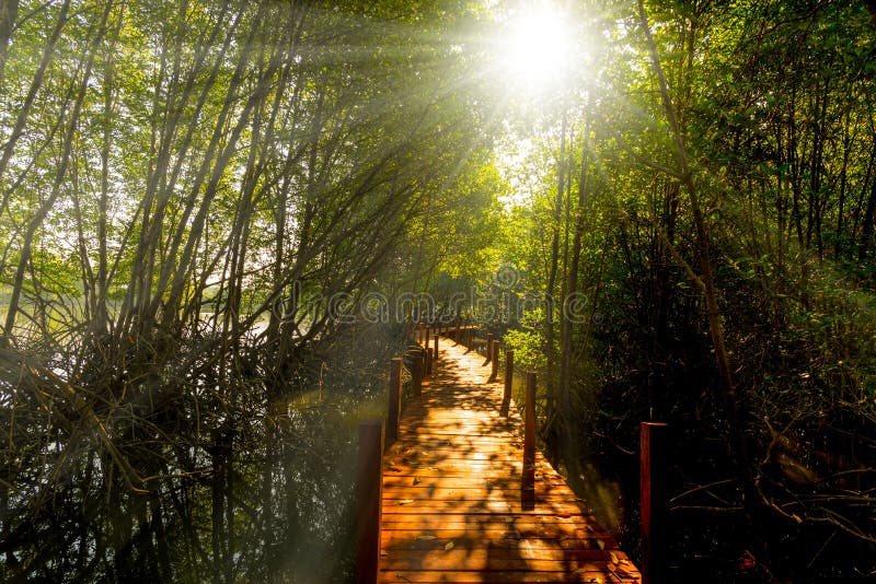 Light rays in the forest stock photo. Image of water - 111719304