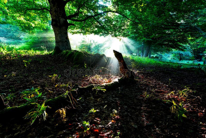 Light Rays stock photo. Image of tree, fairy, tale, nature - 67333704