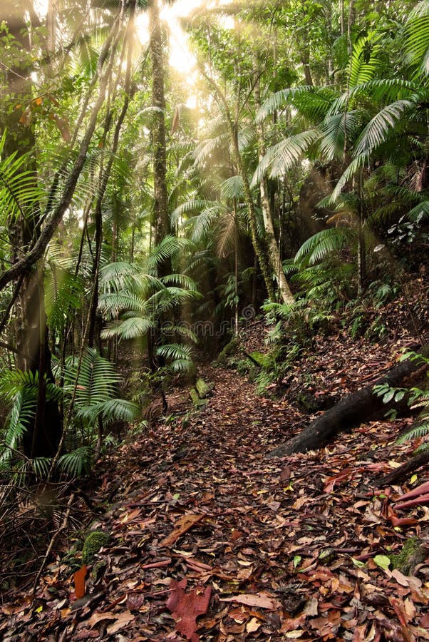 Light Rays in Rainforest Path Stock Image - Image of photograph ...