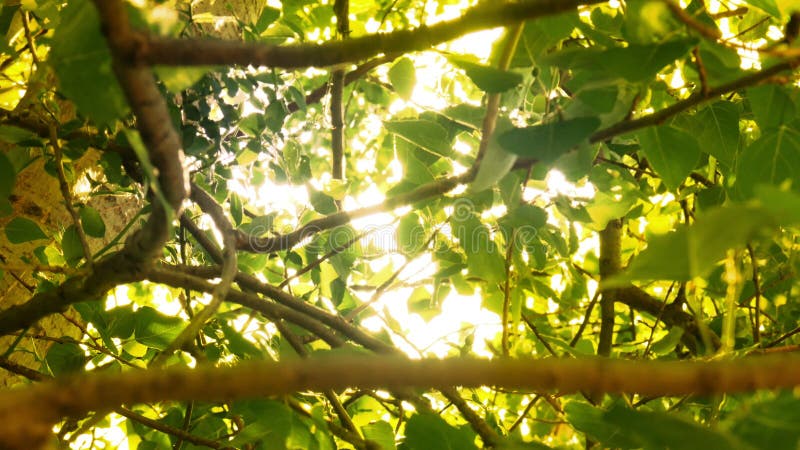 Light Rays Reaching through the Tree Stock Footage - Video of season ...