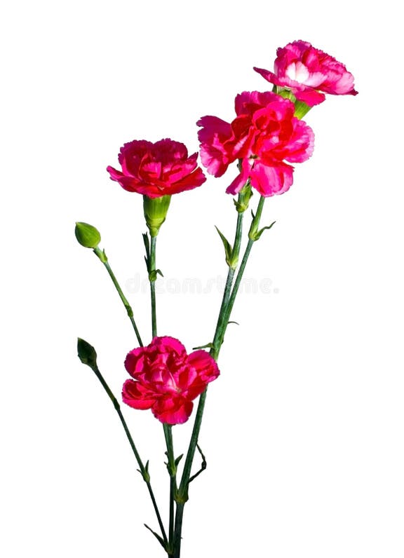 Light red carnation stock image. Image of blossom, close - 18764705