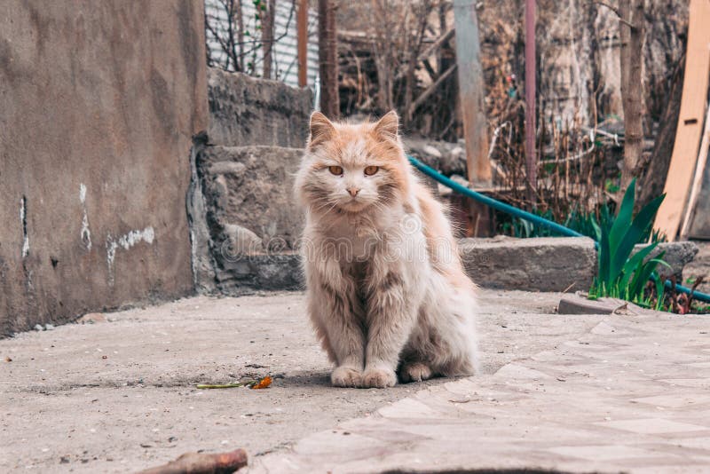 Red Cat Looks into the Lens Stock Image - Image of firm, girl: 146757029