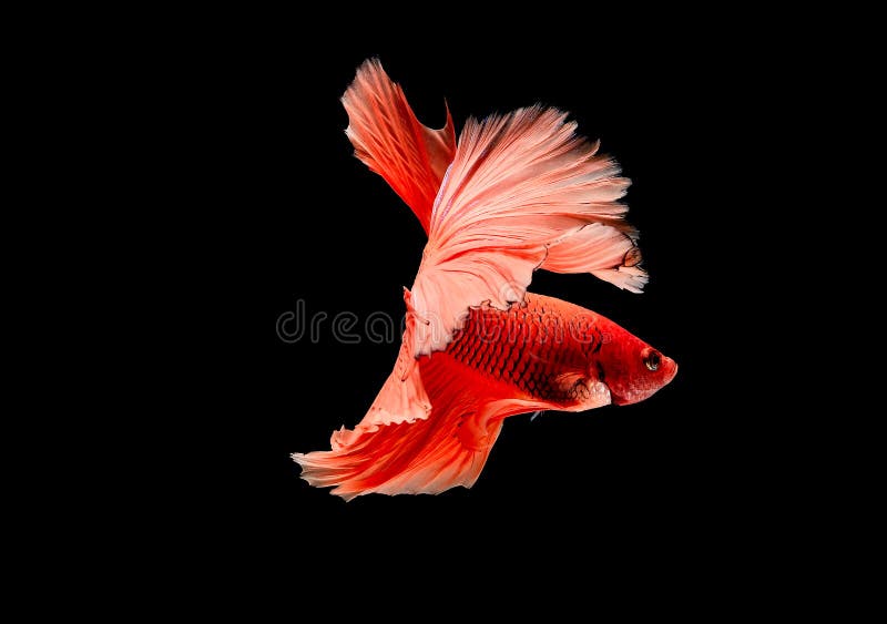 Light Red Color Siamese Fighting Fish, Betta Fish Was Isolated on Black ...