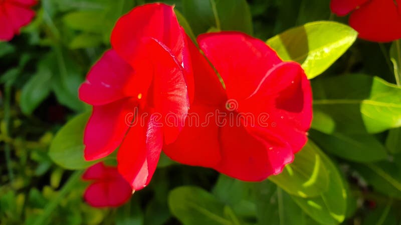 Light Red Garden Flower in Bohol Island, Philippines Stock Photo ...