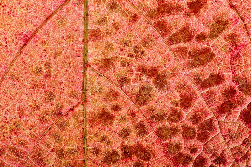 Light through a Red Grape Ivy Autumn Leaf Veins Stock Photo - Image of ...