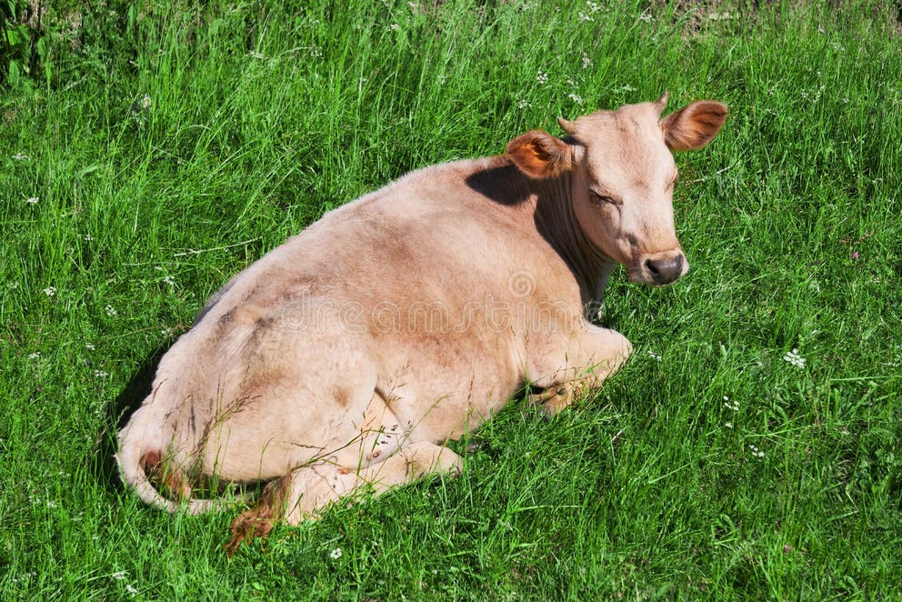 Light Red Heifer Resting in the Meadow Stock Image - Image of dozing ...
