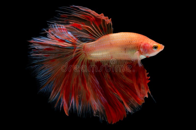 Light Red and Orange Betta Fish, Siamese Fighting Fish with Multicolor ...