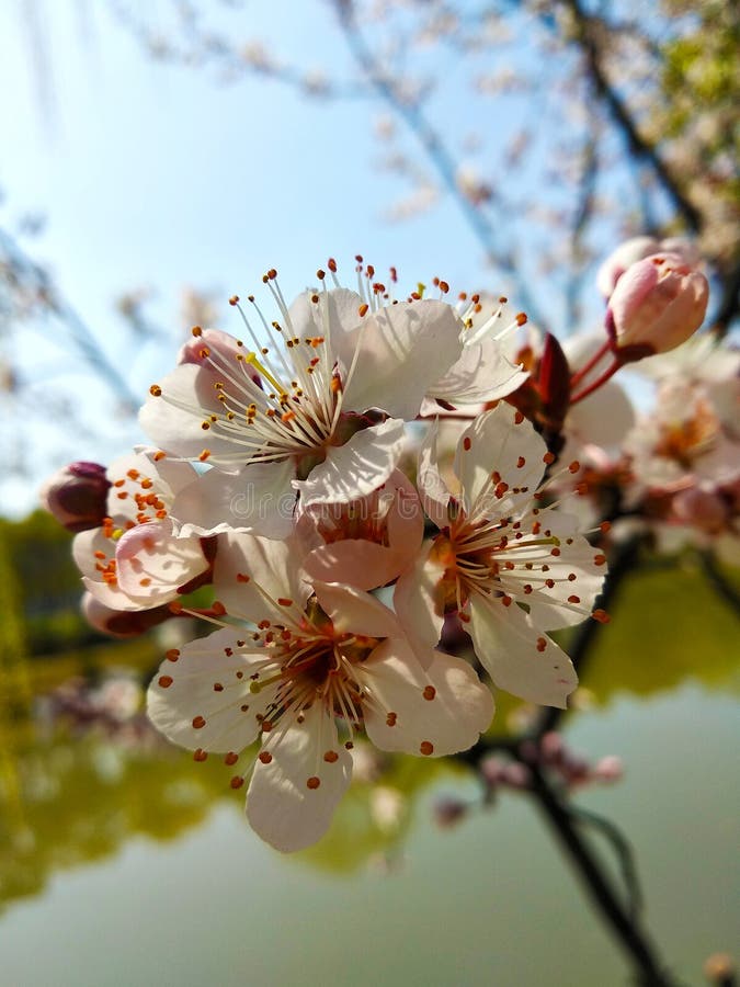 Red Plum flower stock image. Image of nippon, macro, china - 10847103