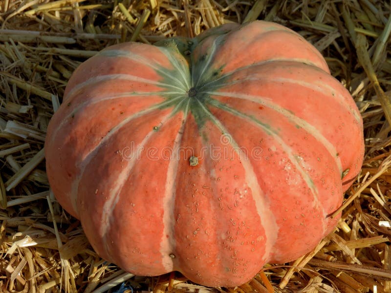 Light red pumpkin stock photo. Image of white, pumpkin - 79066170