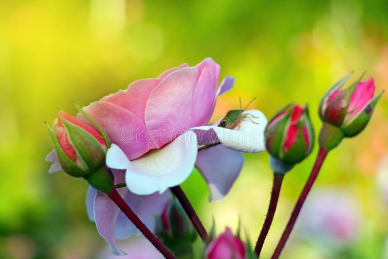 Light Red Rose Blooms in the Garden in Spring Stock Image - Image of ...
