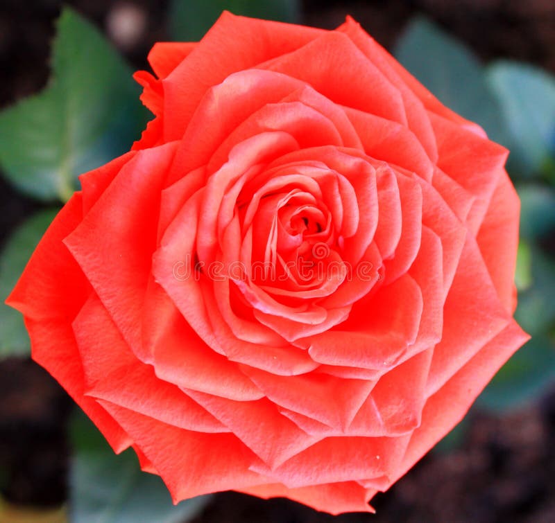 Light red rose stock image. Image of rosa, garden, leaf - 52568147