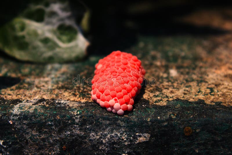 612 Snail Eggs Photos - Free & Royalty-Free Stock Photos from Dreamstime