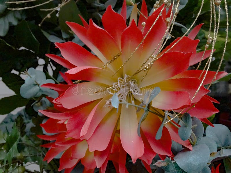 Light Red and Yellow Flower Closeup Stock Photo - Image of closeup ...