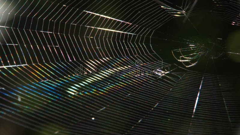 Light Reflecting on a Cobweb Stock Photo - Image of north, florida ...