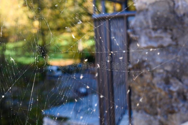 Spider Web Next To a Stone Wall Stock Image - Image of forest, wall ...