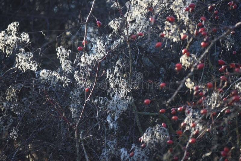 Light Reflections in the Bushes Stock Image - Image of conspicuous ...