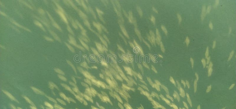 Light Reflections from Gold Sequins on Rough Light Green Paper ...