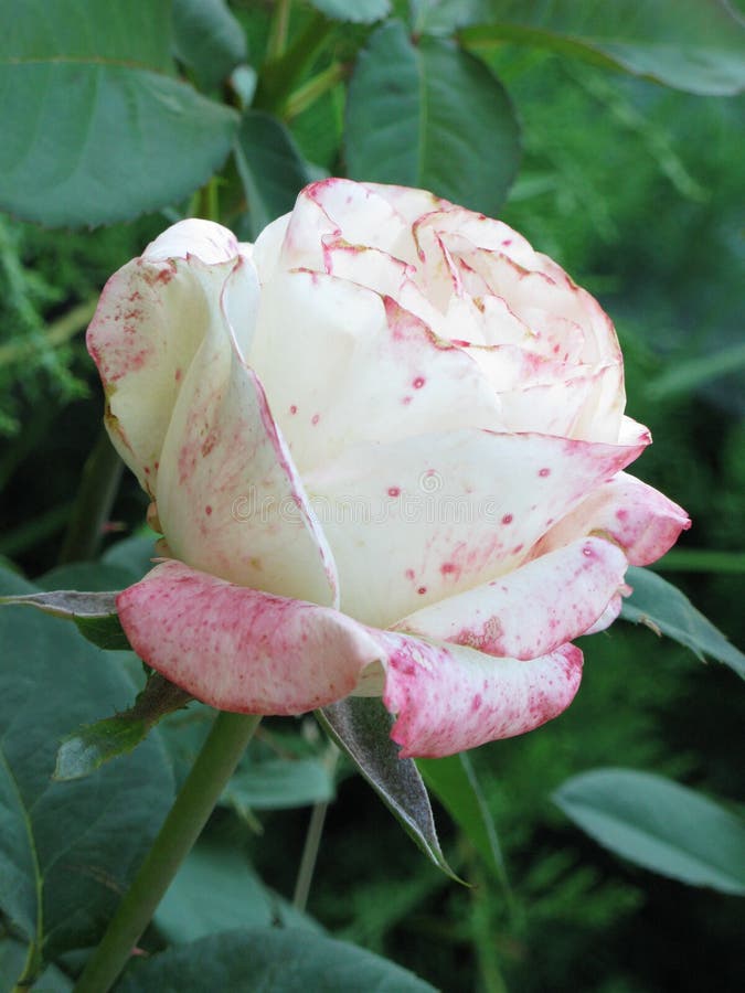 Light rose stock image. Image of bouquet, beautiful, summer - 94981661