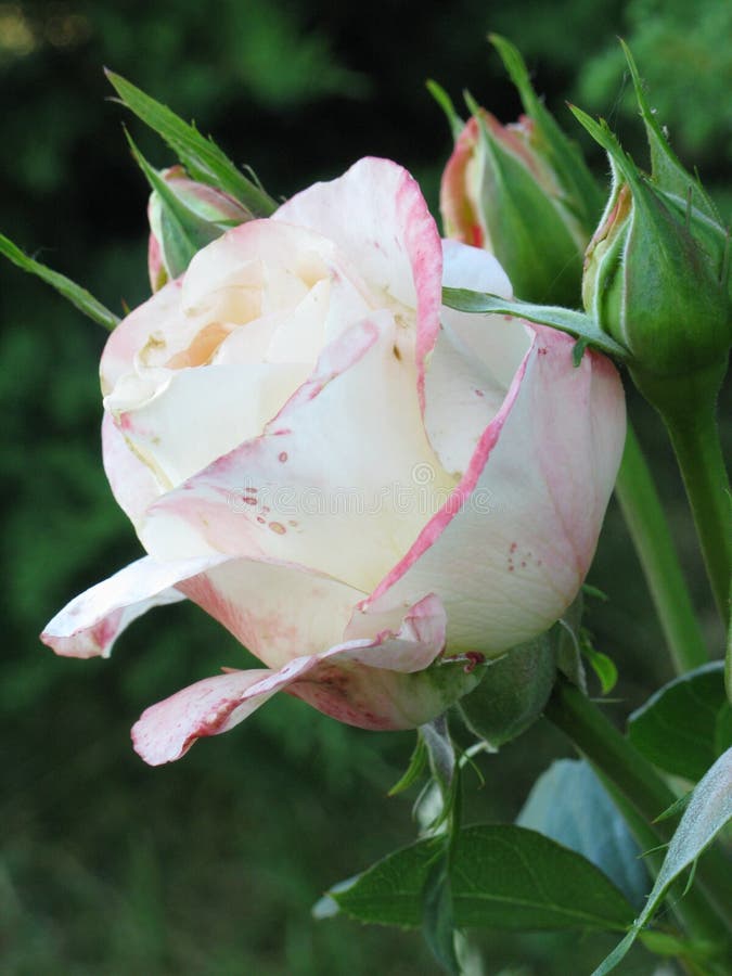 Light rose stock photo. Image of beauty, garden, bouquet - 94981784