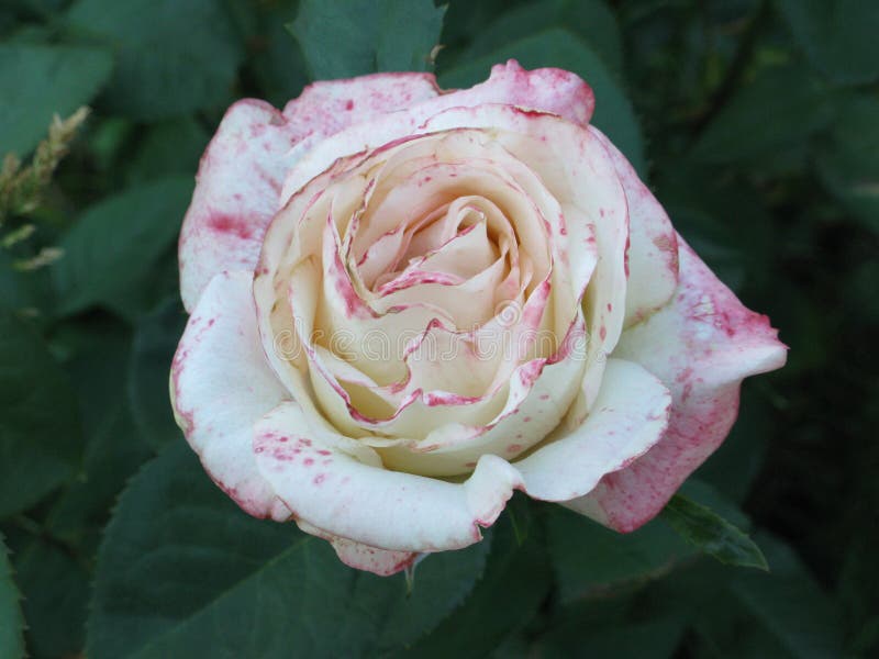 Light rose stock image. Image of summer, flowering, blooming - 94981791