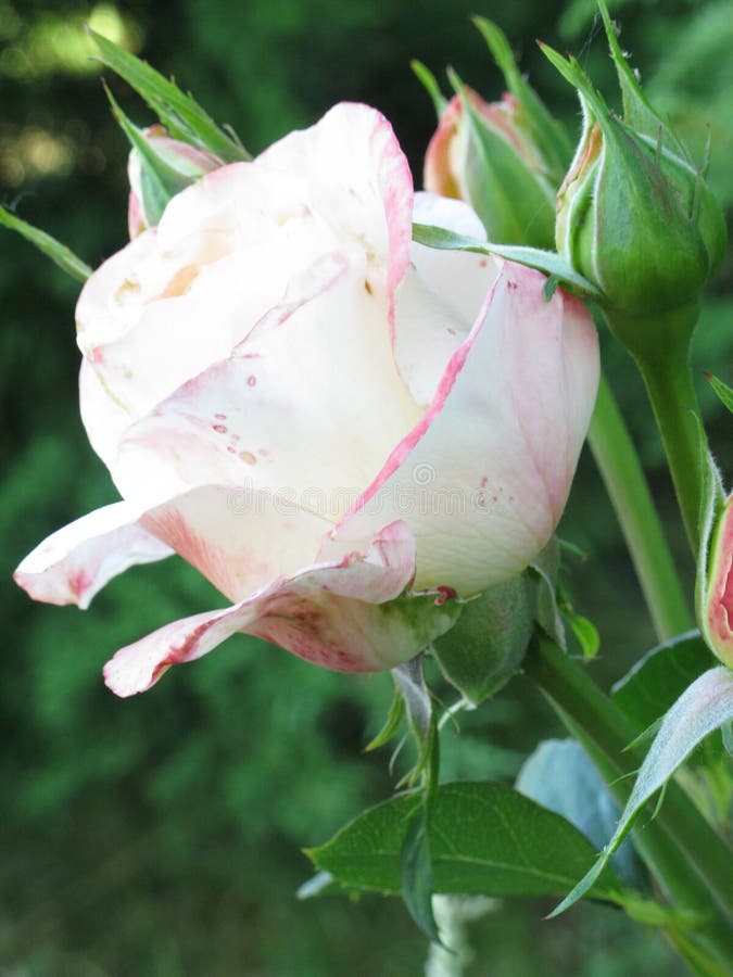 Light rose stock photo. Image of beautiful, flower, frame - 94981812