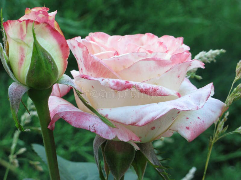 Light roses stock photo. Image of roses, flowers, bouquet - 94981712