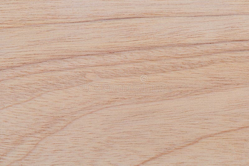 Light Rough Textured Cut Surface of an African Tree. Wood Background or ...