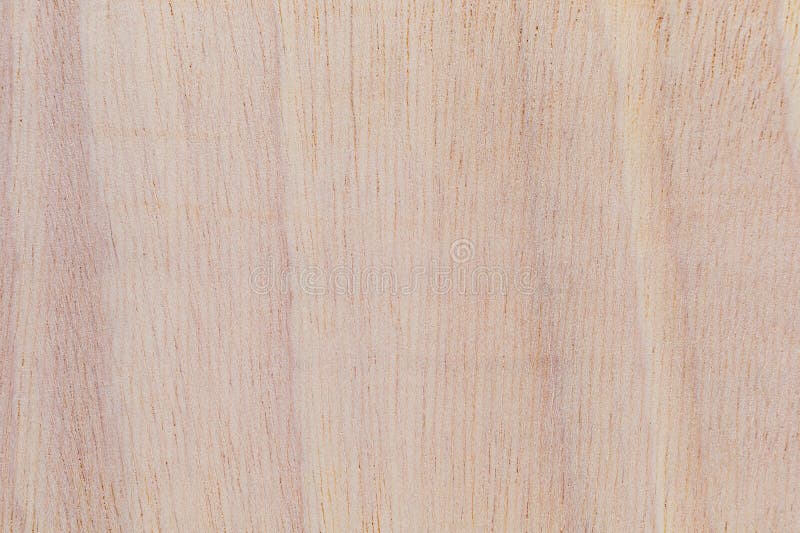 Light Rough Textured Cut Surface of an African Tree. Wood Background or ...