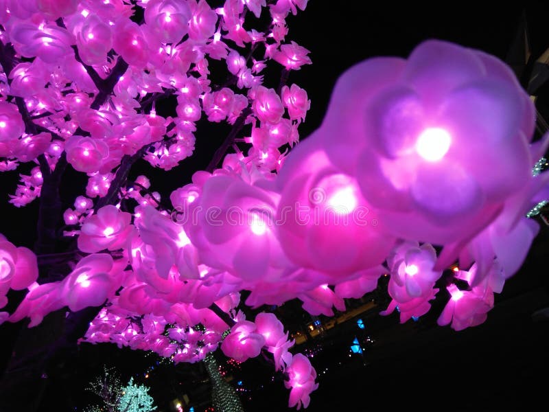 Light sakura stock photo. Image of sakura, light, pink - 97857948