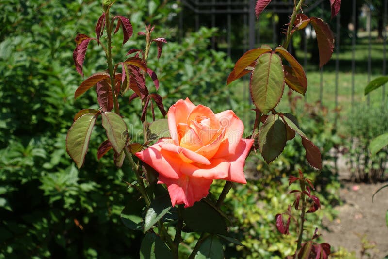 Light Salmon Pink Flower of Rose Stock Photo - Image of bush, foliage ...