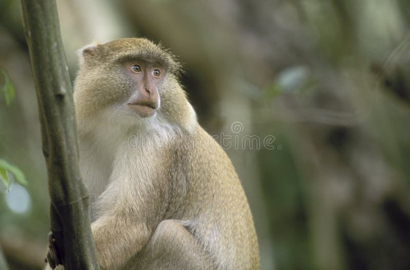 Light Samango Monkey, South Africa Stock Photo - Image of endangered ...