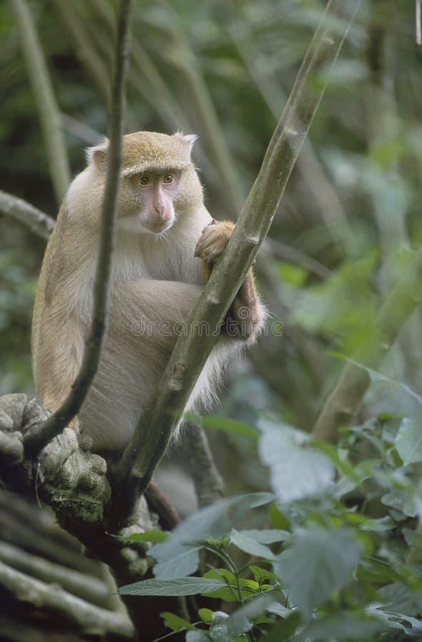 Light Samango Monkey, South Africa Stock Photo - Image of endangered ...